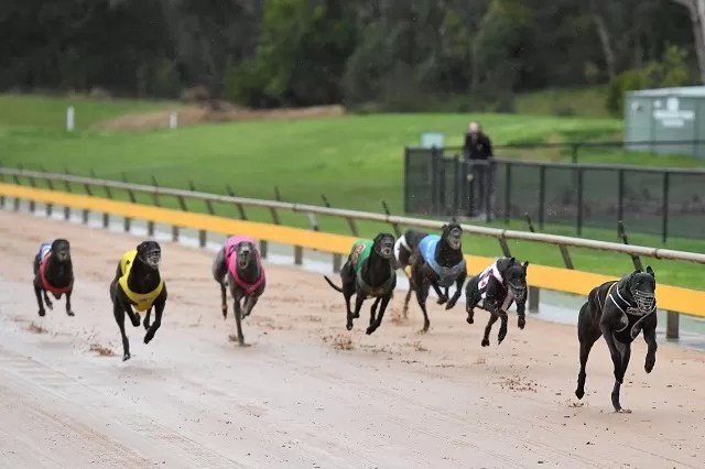 FREE Greyhound Racing Selections - Healesville 10th September 2021 ...