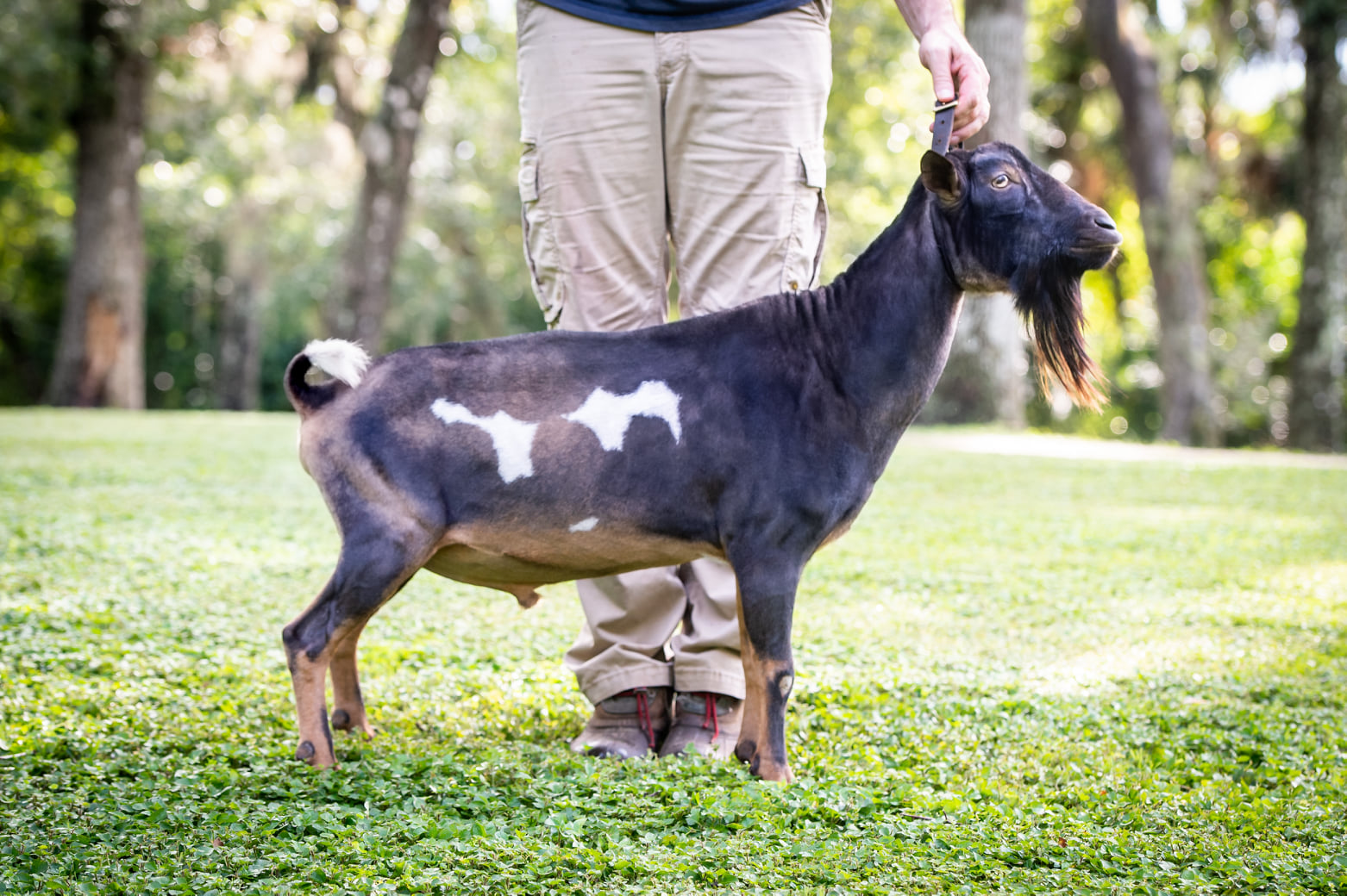 Nigerian Dwarf – Bucks