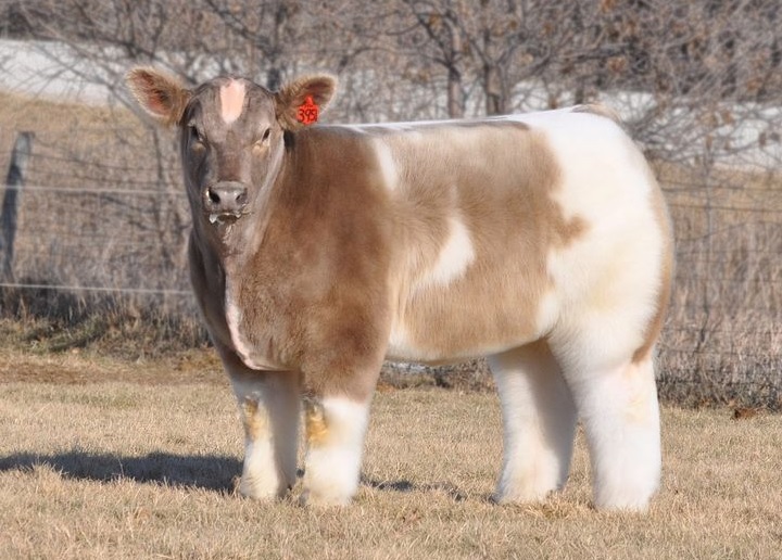 Top 10 Strange Rare And Unusual Breeds Of Cow top-10-strange-rare-and-unusual-breeds-of-cow