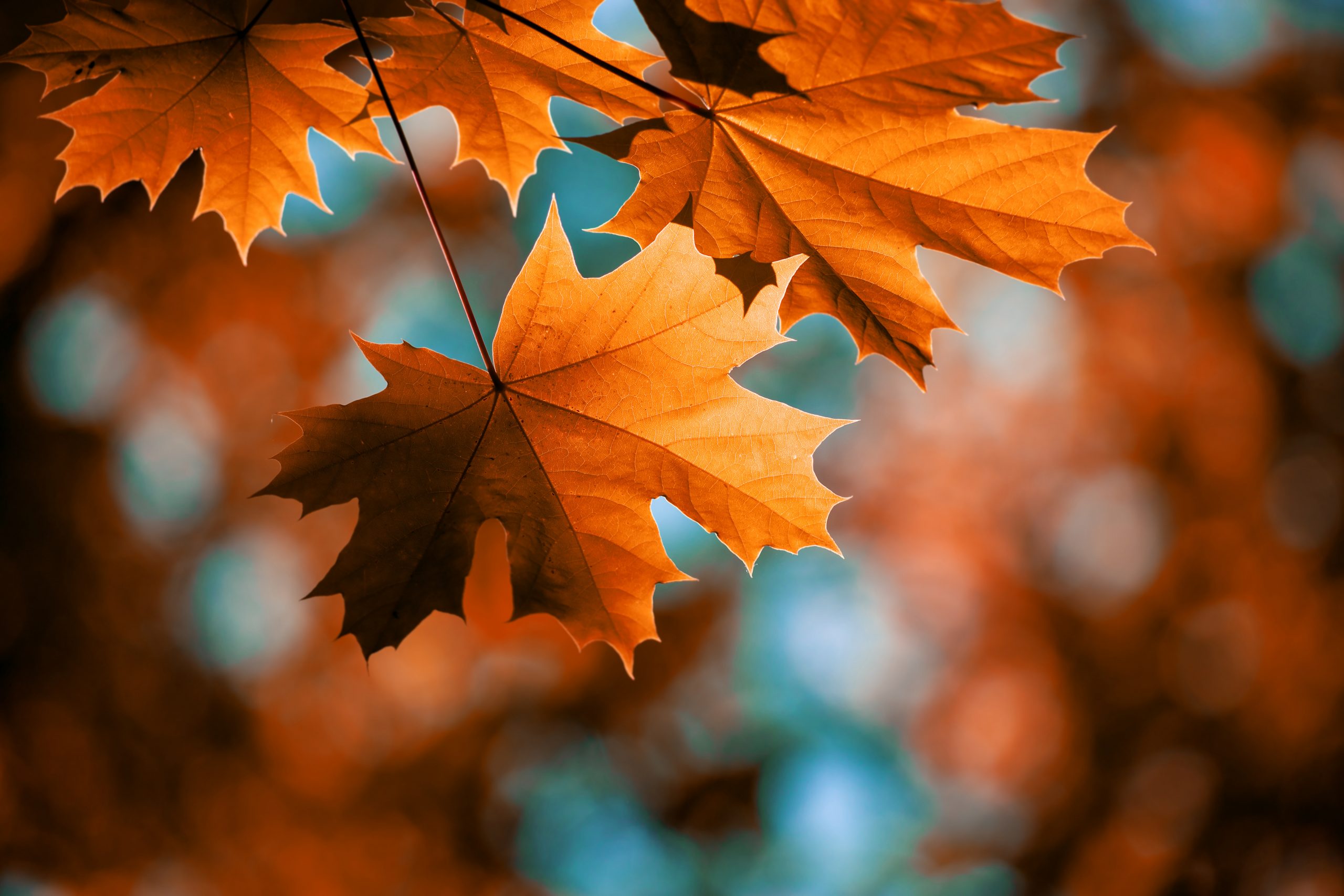 Let Go with Fall: 7 Ways to Change with the Season The We Spot