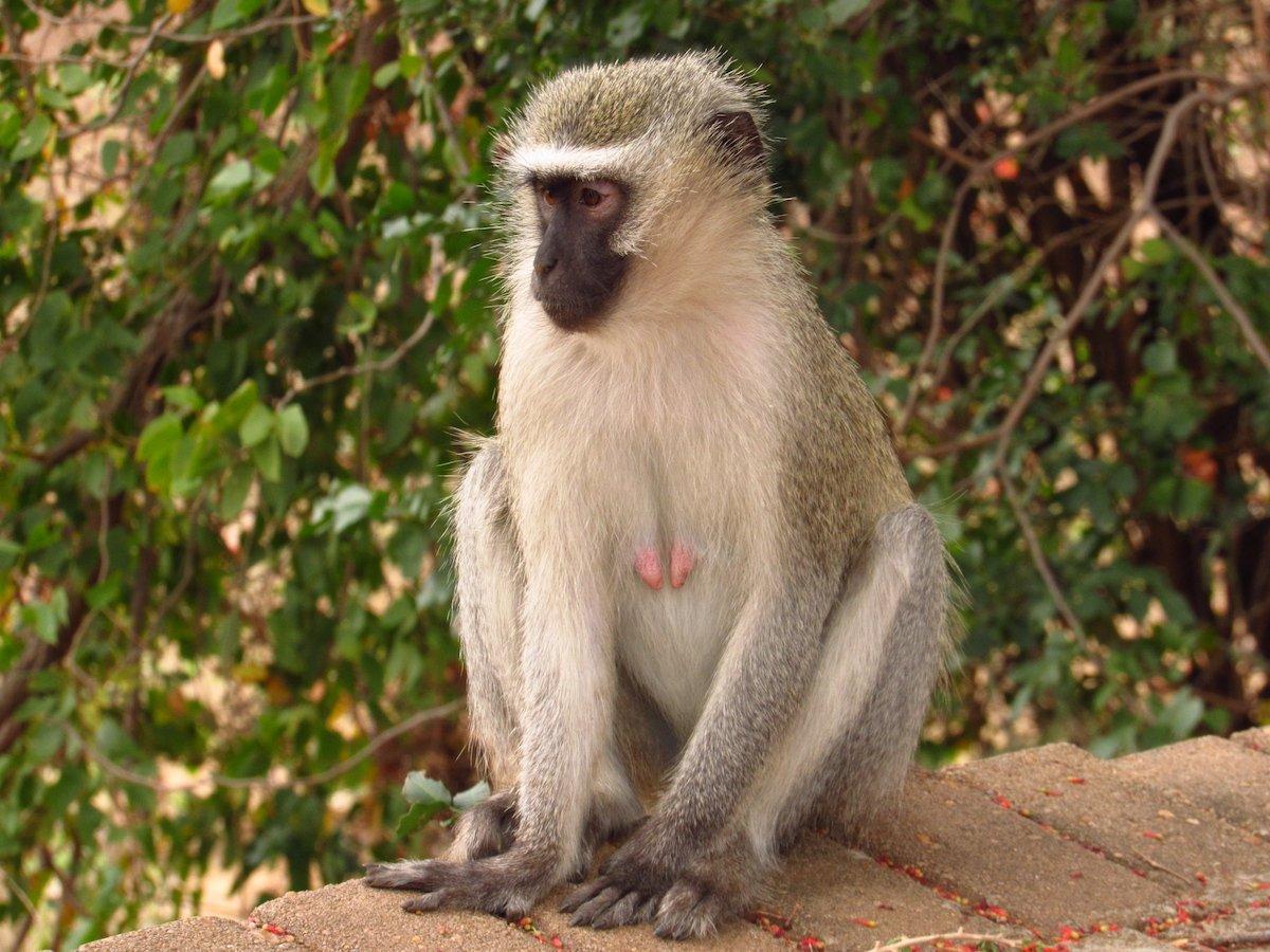A Complete Guide to the Hluhluwe-Umfolozi Game Reserve: On Safari ...