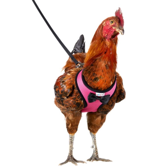 Chicken Harness - ThingsIDesire