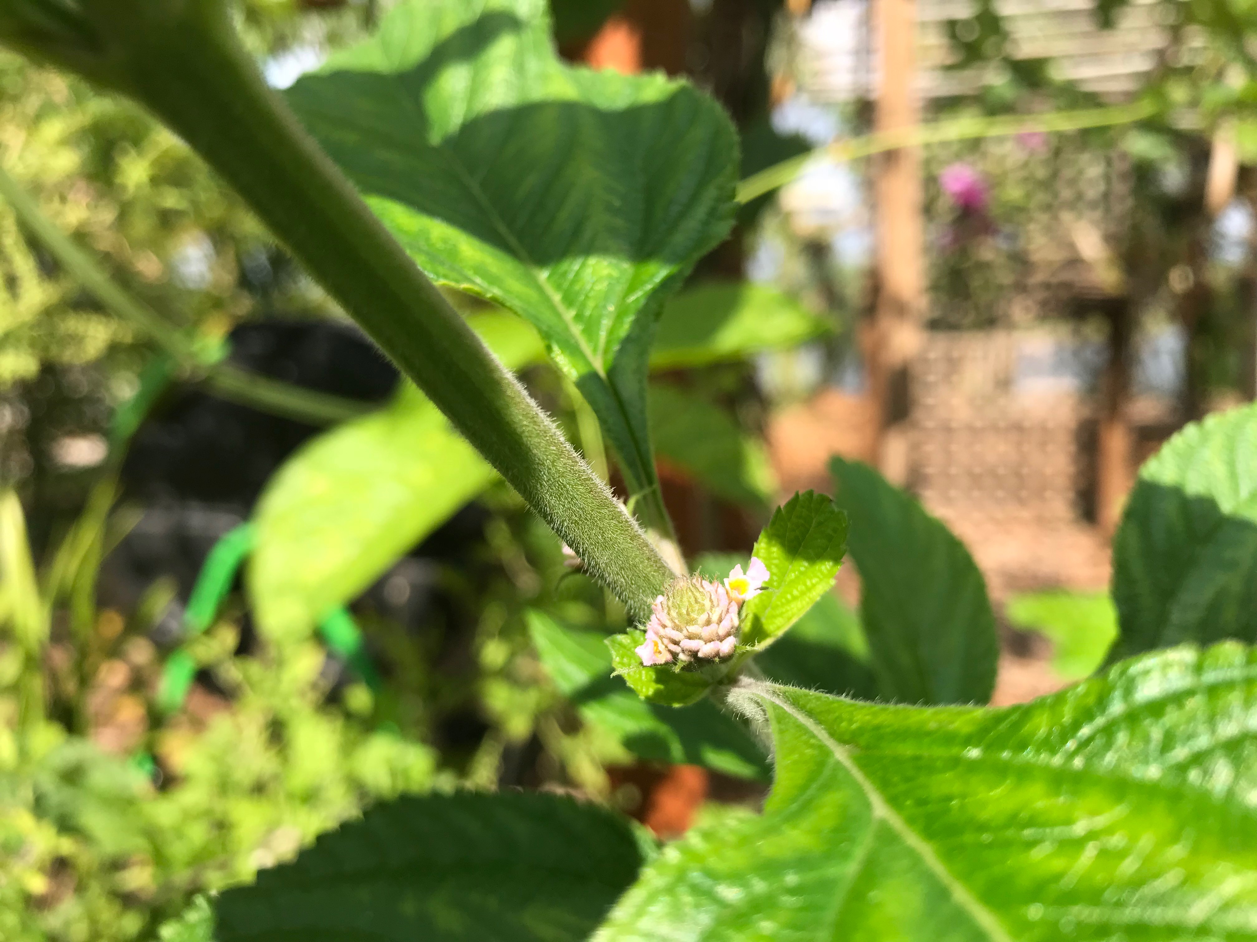 Juanilama or Lippia alba〡Third Insight Design & nursery