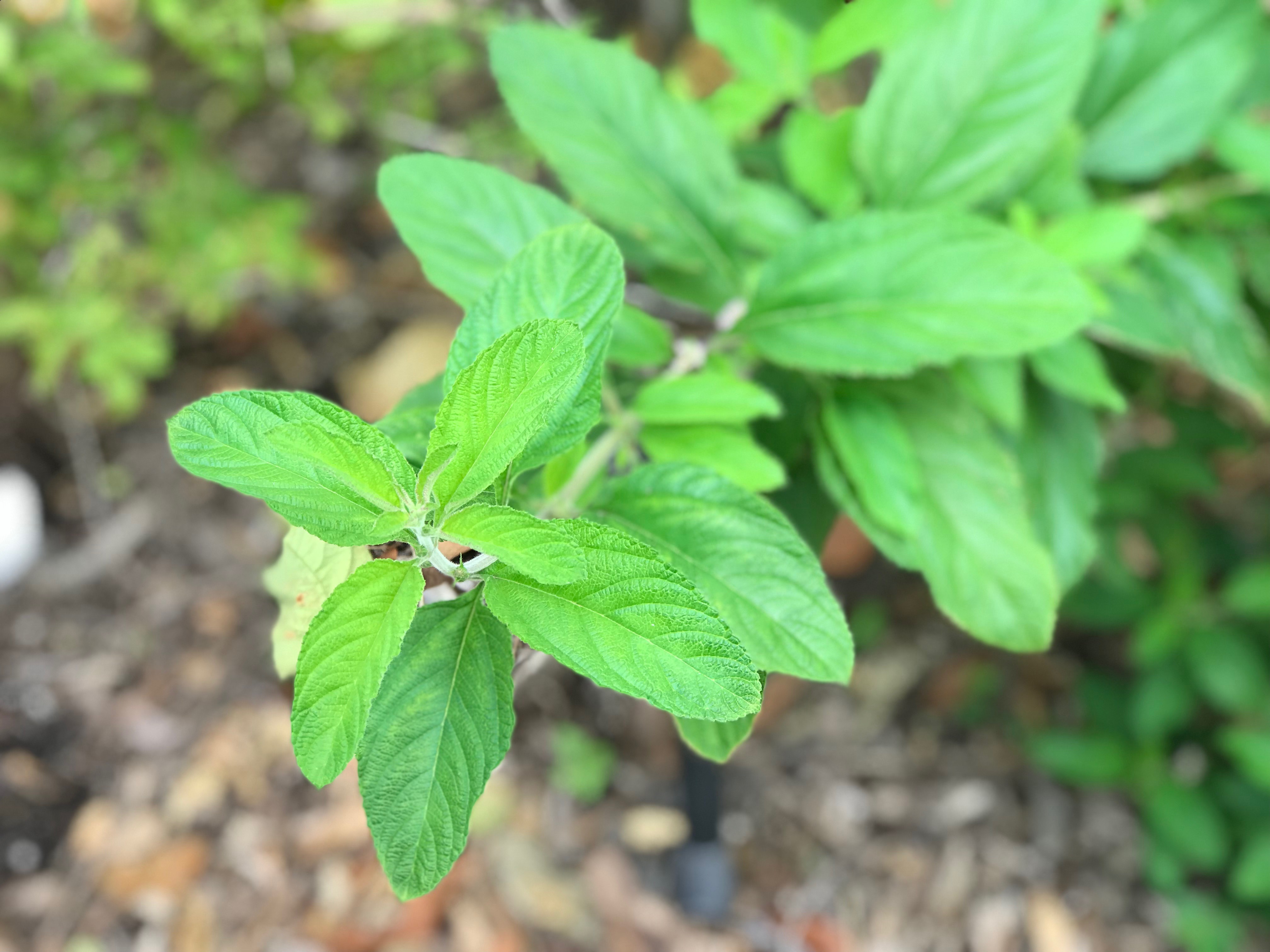 Juanilama or Lippia alba〡Third Insight Design & nursery