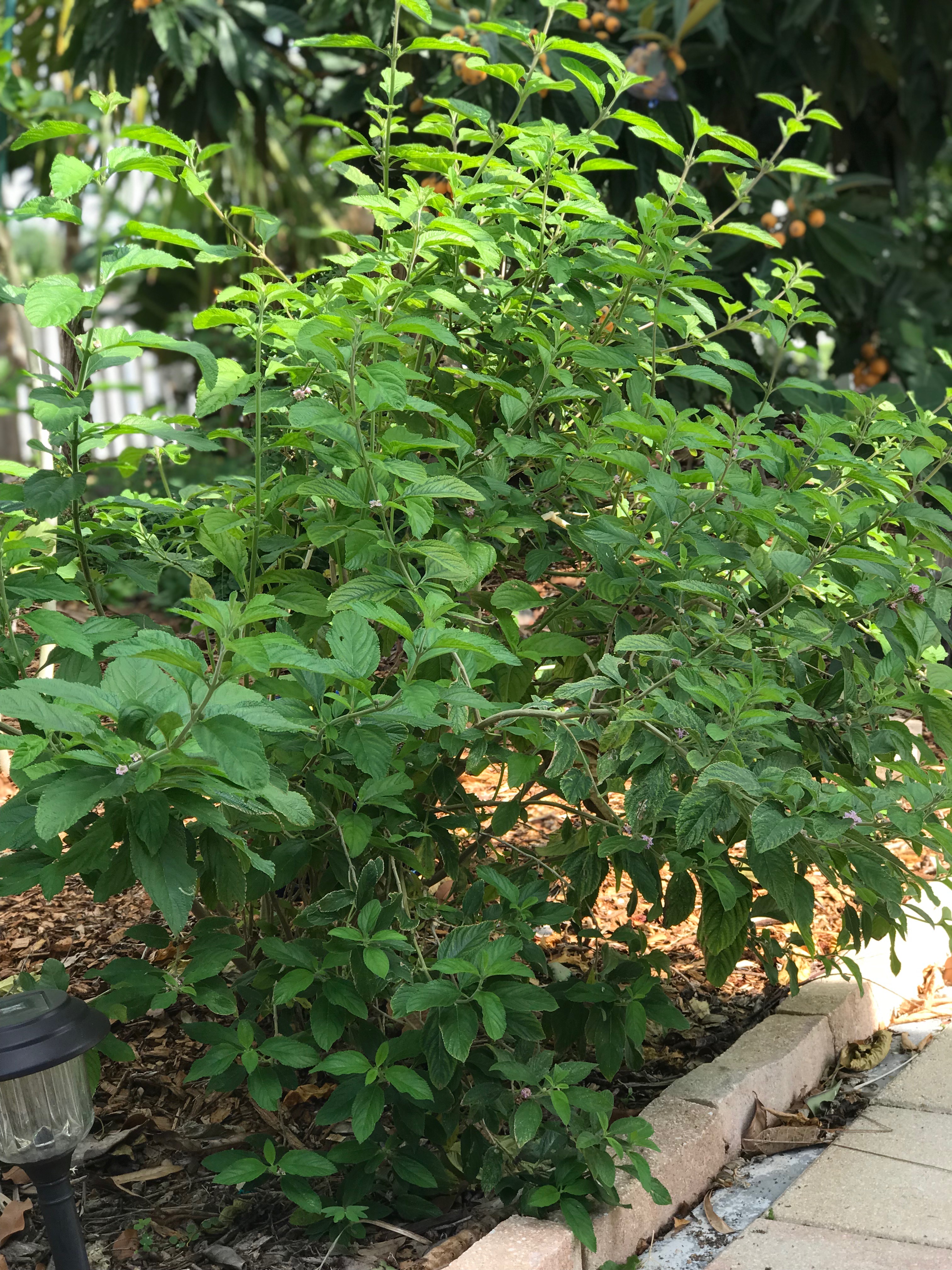 Juanilama or Lippia alba〡Third Insight Design & nursery