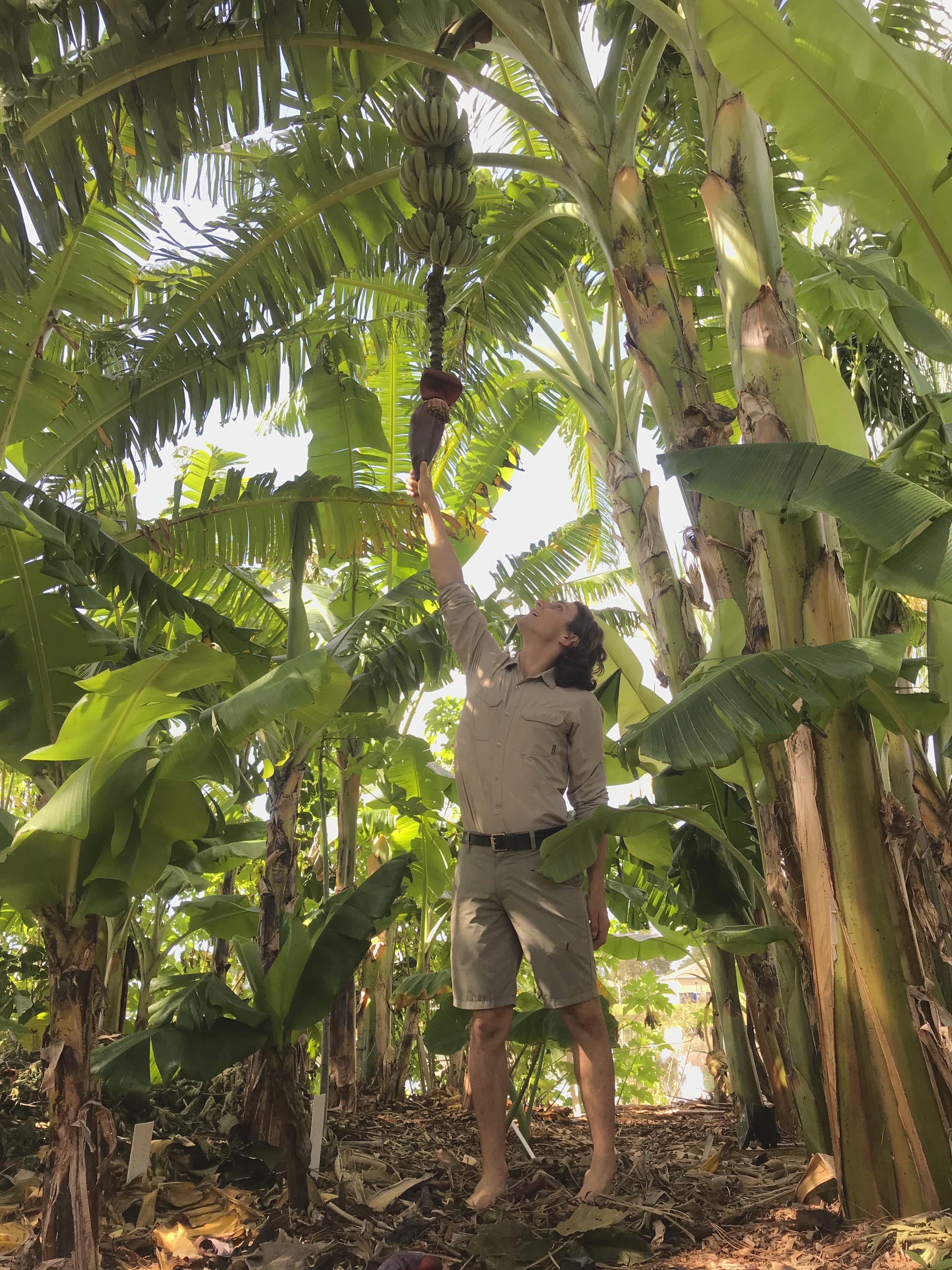 Not all bananas are created equal〡Third Insight Design and Nursery ...