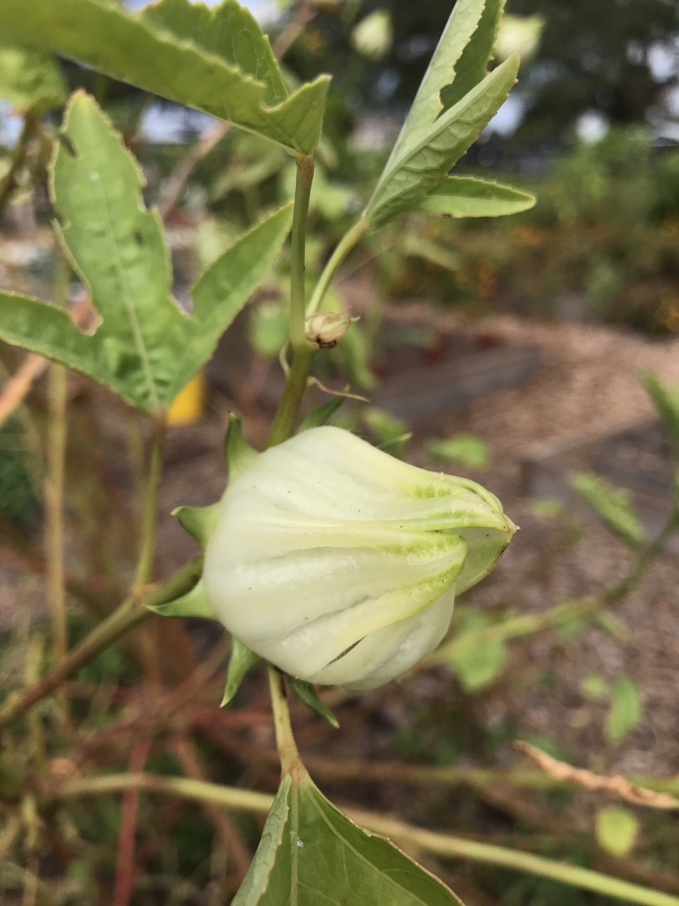 White Roselle, Flor de Jamaica Blanca – Hibiscus sabdariffa〡Third ...