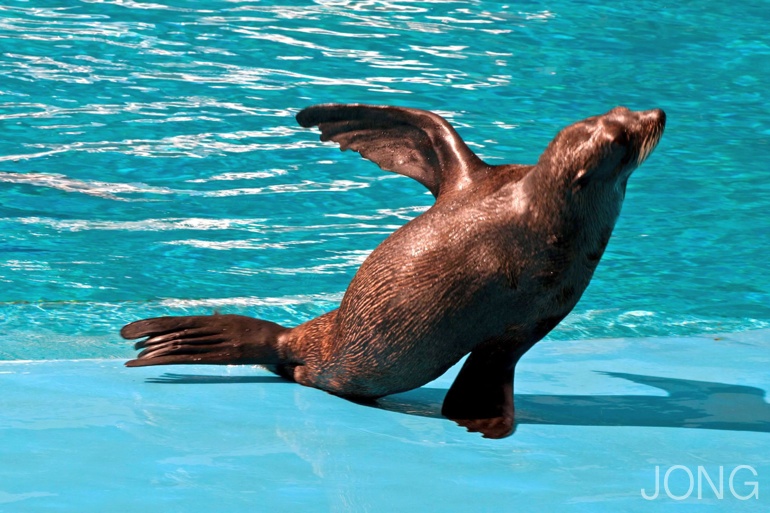 Underwater World Singapore Fur Seals – Thisbeast.com