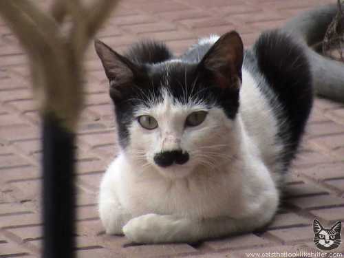 Kitlers