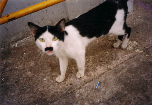 Kitlers