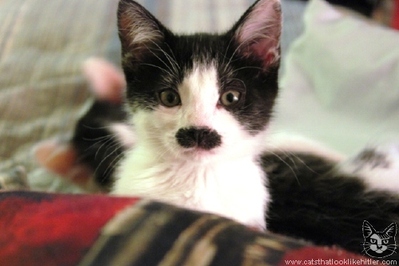 Kitlers