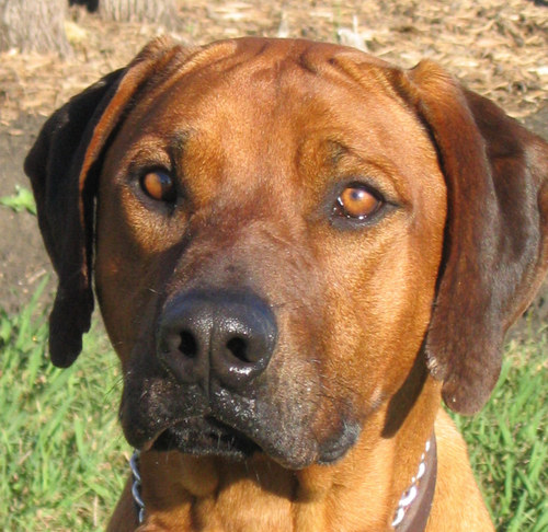 Rhodesian Ridgebacks