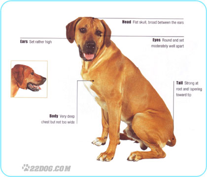 Do Rhodesian Ridgebacks Shed