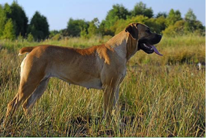 The Changing Shape of the Boerboel