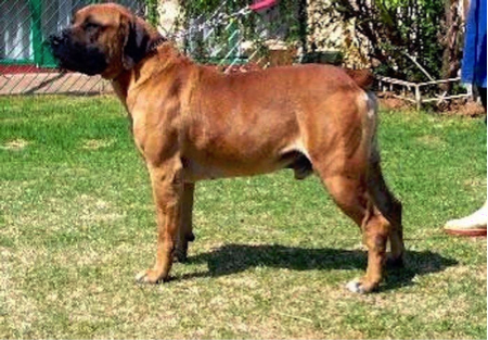 The Changing Shape of the Boerboel