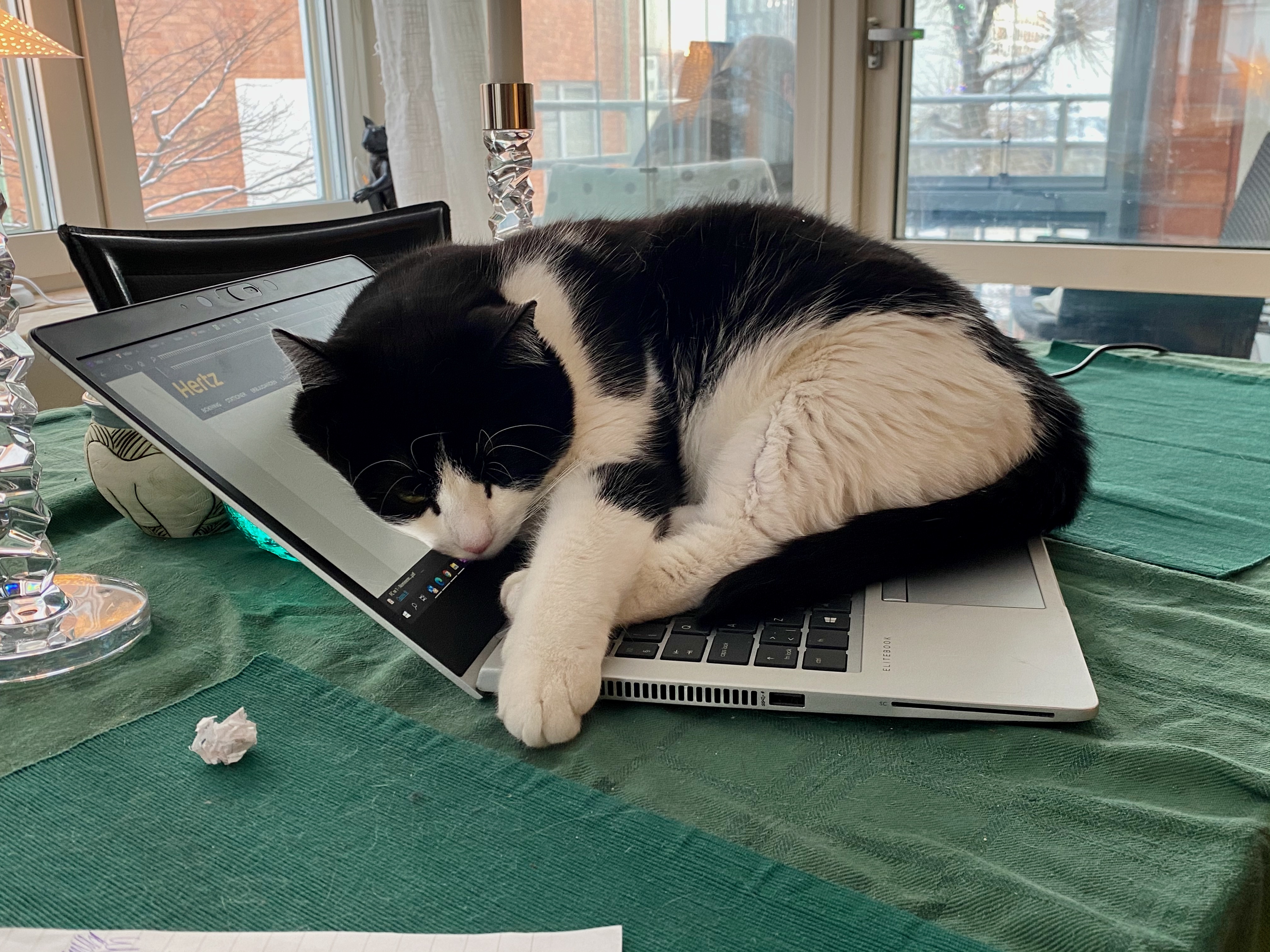 Working from home with cats