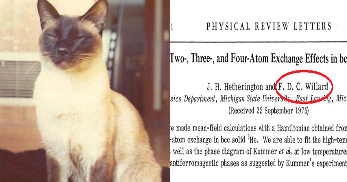 The cat that co-authored a physics paper