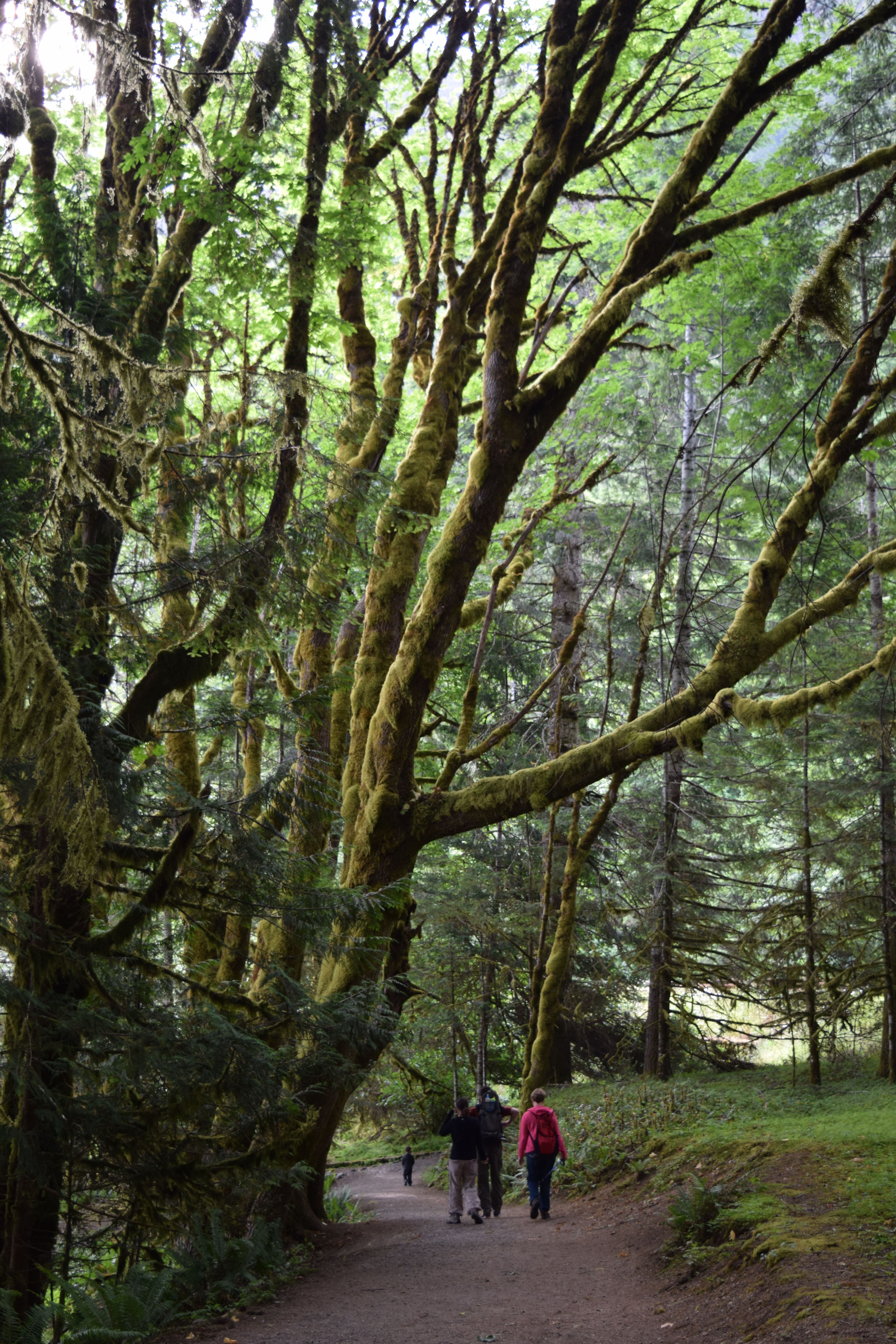 Olympic National Park Ecosystems: Forests, Rivers, and Waterfalls ...