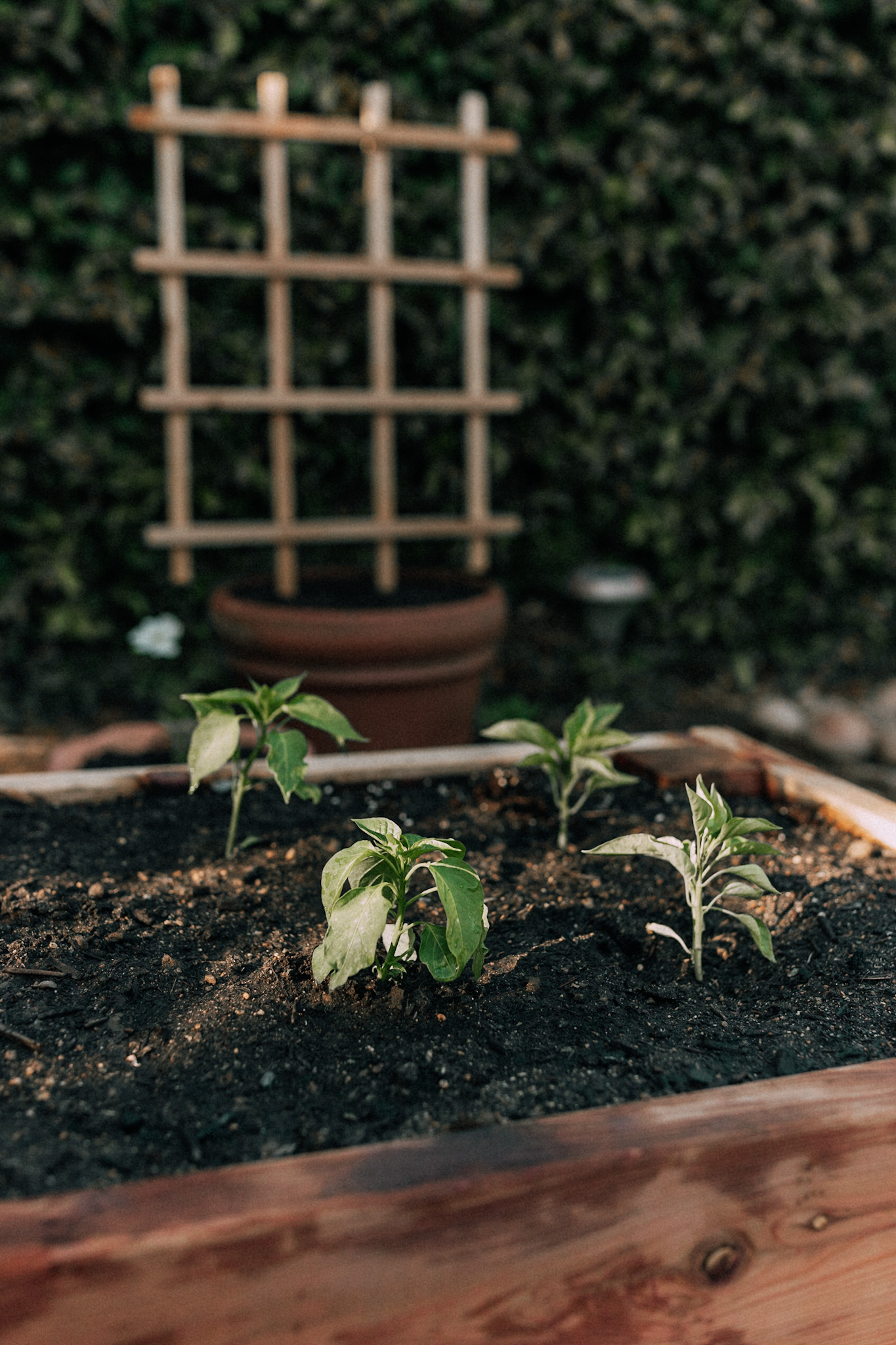 EASY DIY GARDEN BOX – This Rustic Soul