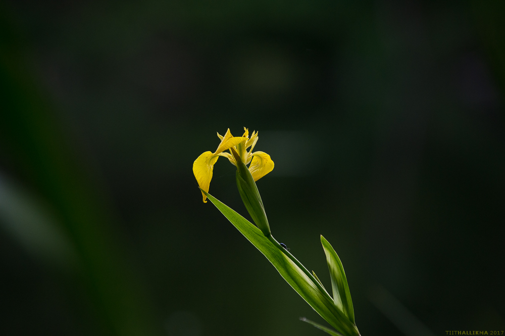 Iiris – TH mono(b)loog