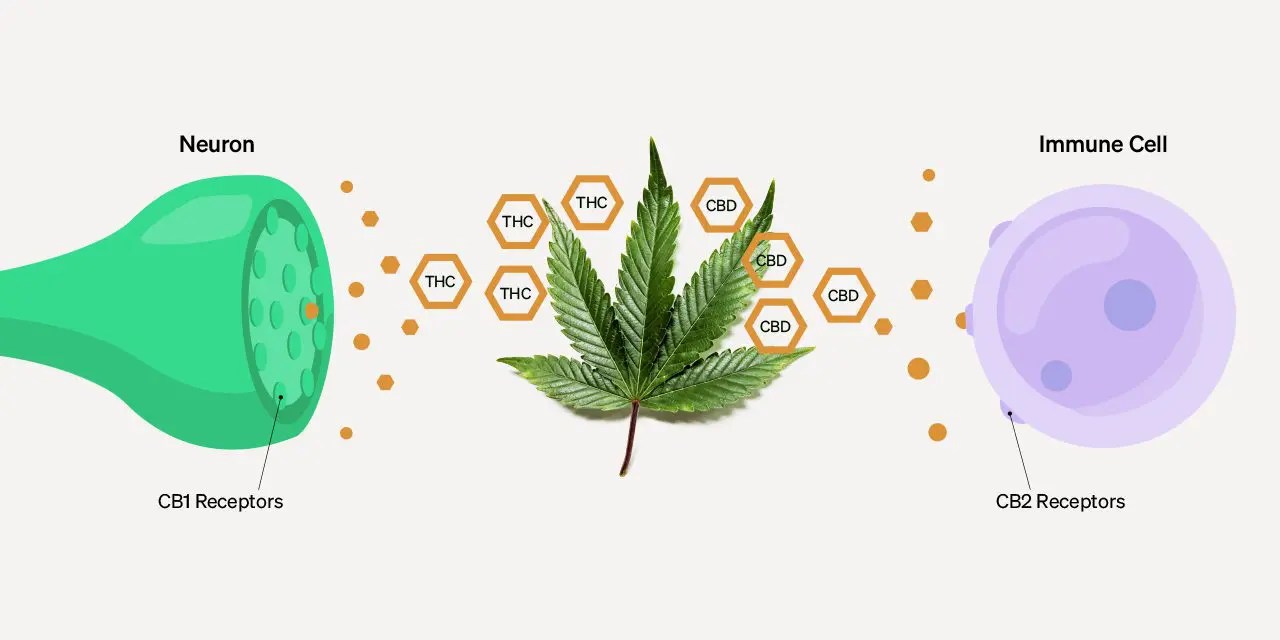 Phytocannabinoids What Are They And How Do They Work Thnk Collective