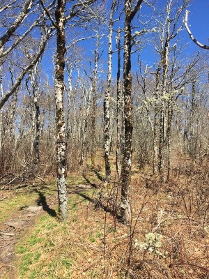 40 Hike Challenge: #7 - The Craggies - Glassmine Falls Overlook to ...