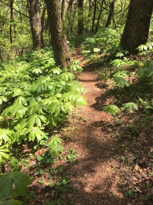 40 Hike Challenge: #11 - The Blue Ridge Escarpment - Cascades ...