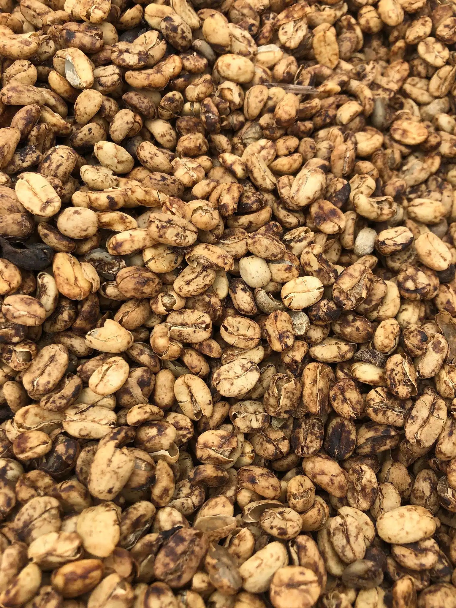 What is Honey Processed Coffee? – Thread Coffee Roasters Baltimore