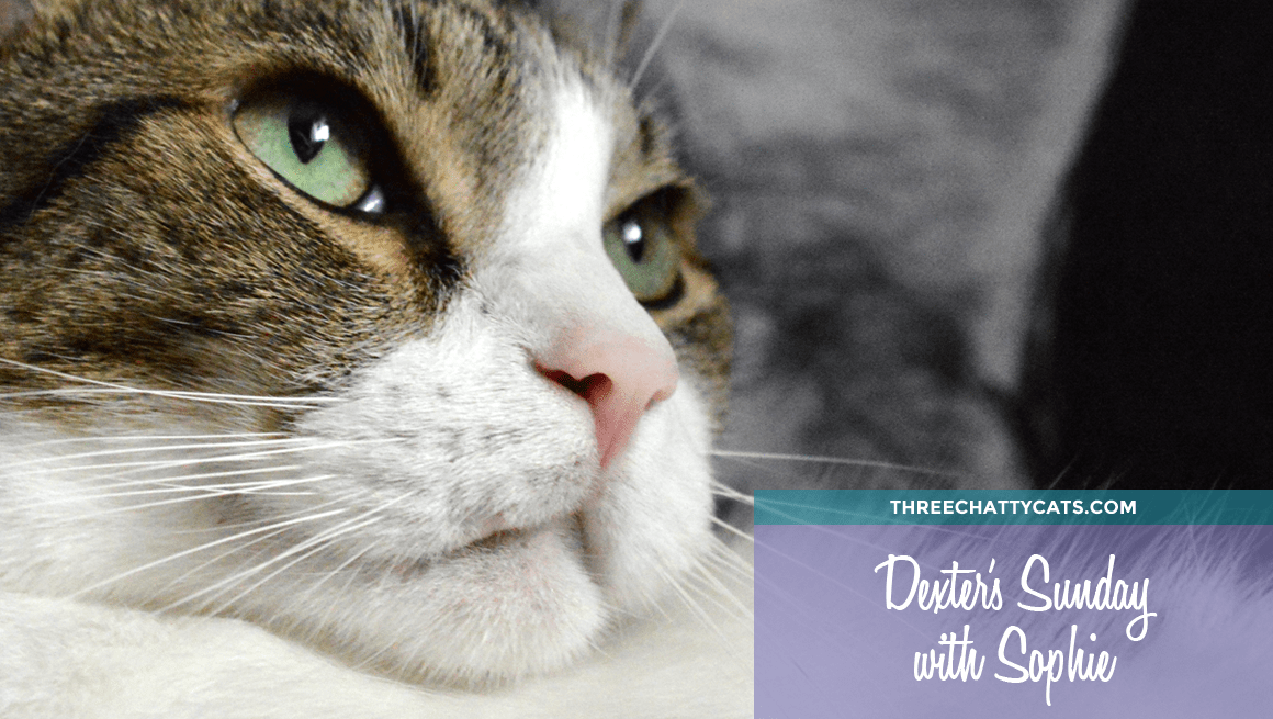 Dexter's Sunday with Sophie - Three Chatty Cats