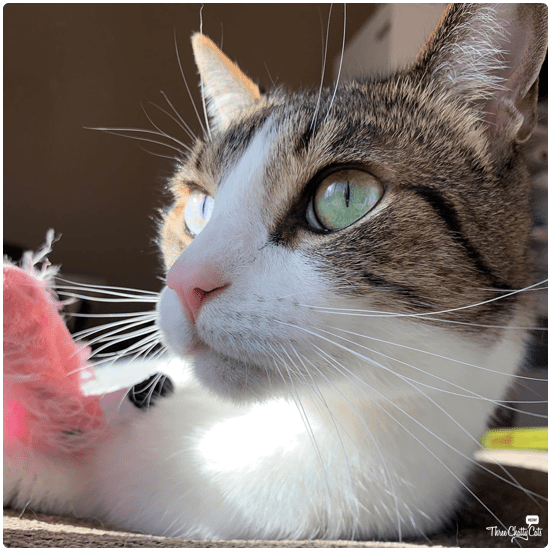 Chatty Cats: Bloopers, Resolutions and More! - Three Chatty Cats