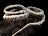 The Skeleton Of The Python Is Isolated On The Back Stock Image Image