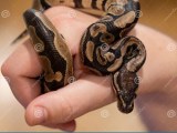 Closeup Of A Ball Python X28 Python Regius X29 On A Hand Stock