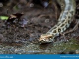 Python Molurus Or Indian Rock Python Or Black Tailed Python Closeup