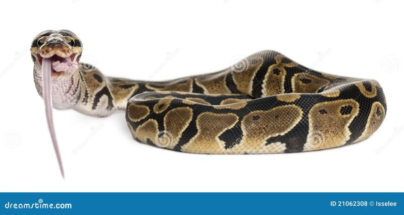 Pavan Mickey Hungry Python Eating Another Python - Premium Light Pattern Gallery - Mobile