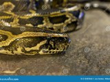 Tiger Python Albino Python Molurus Linnaeus Var Albino In A T