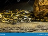 Tiger Python Python Molurus Closeup Snake Stock Image Image Of Giant