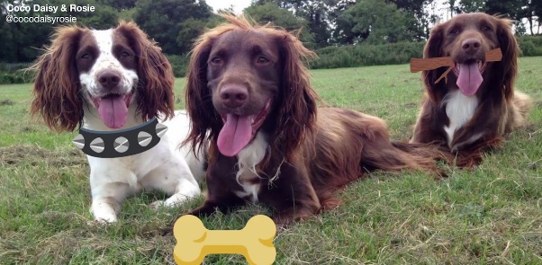 Twitter ส่งสติ๊กเกอร์เพื่อคนรักสุนัขรับวัน National Dog Day | techfeedthai