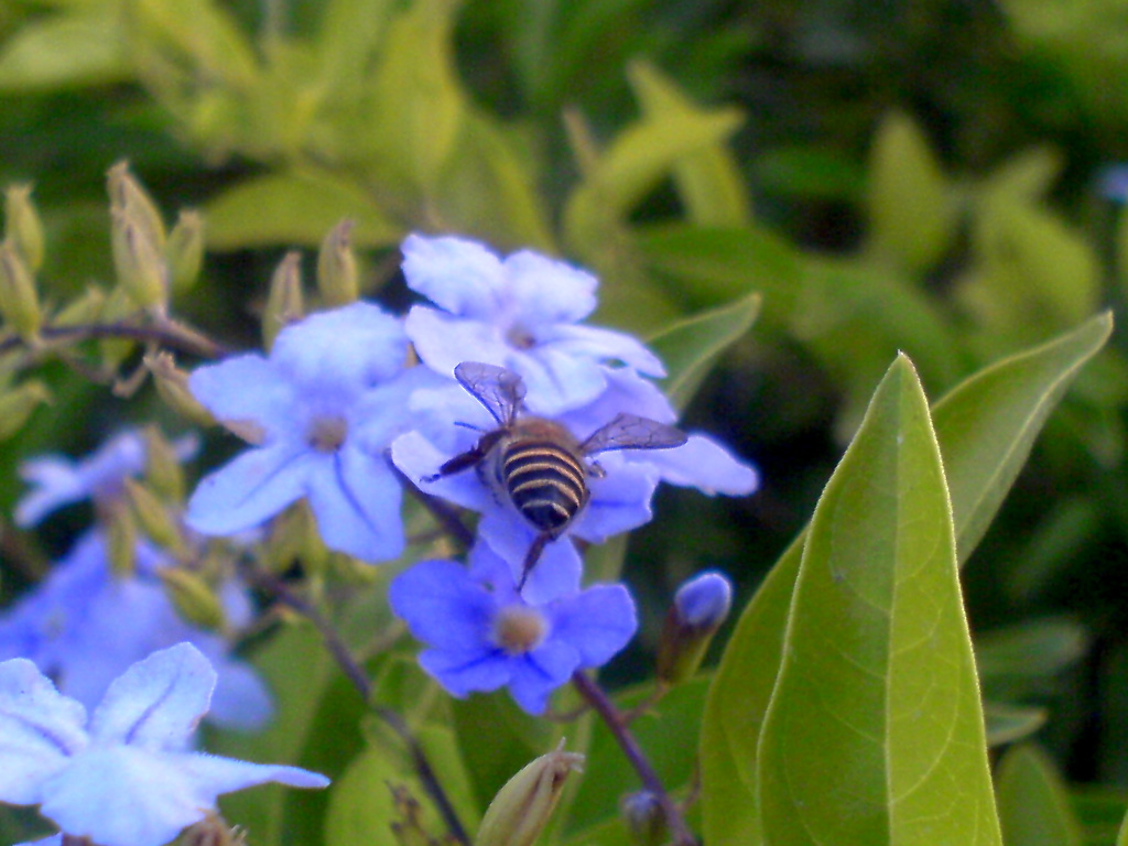 New’bee’ – The Perspective