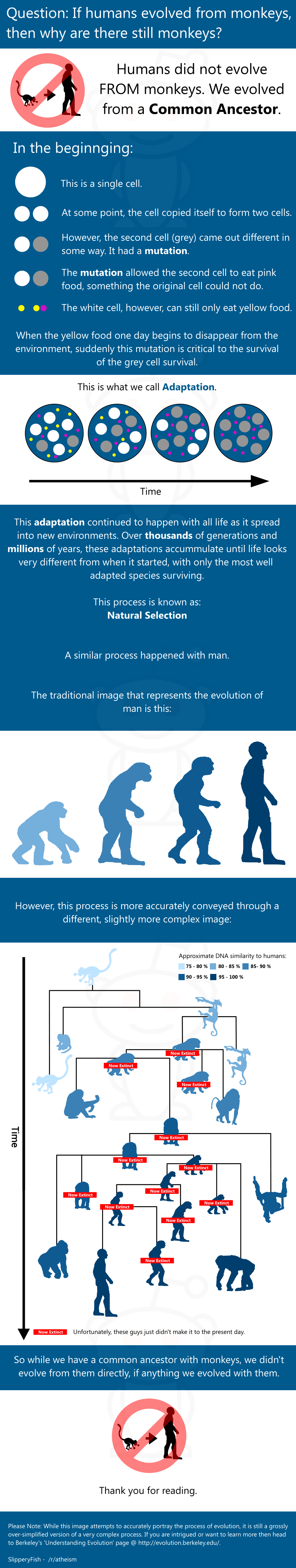 Si evolucionamos del mono, ¿por qué todavía hay monos? #infografia # ...