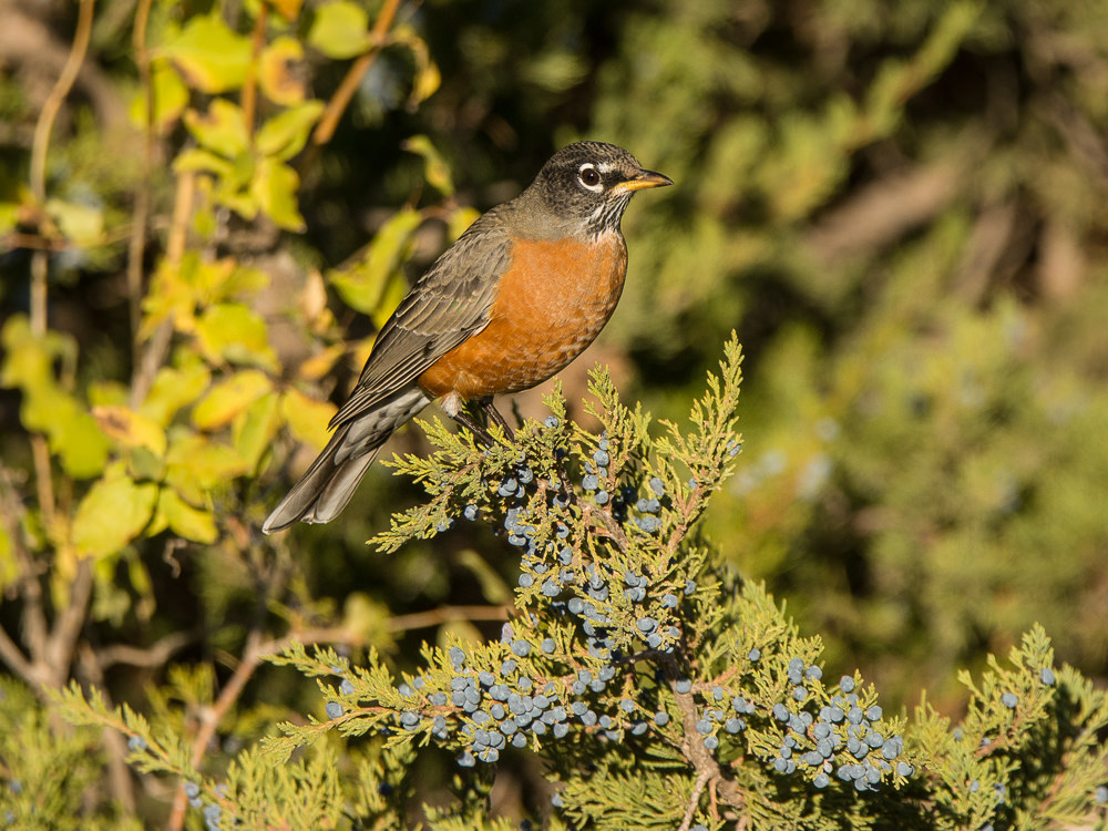 SIB "Bird of the Week" – American Robin – Tidelines
