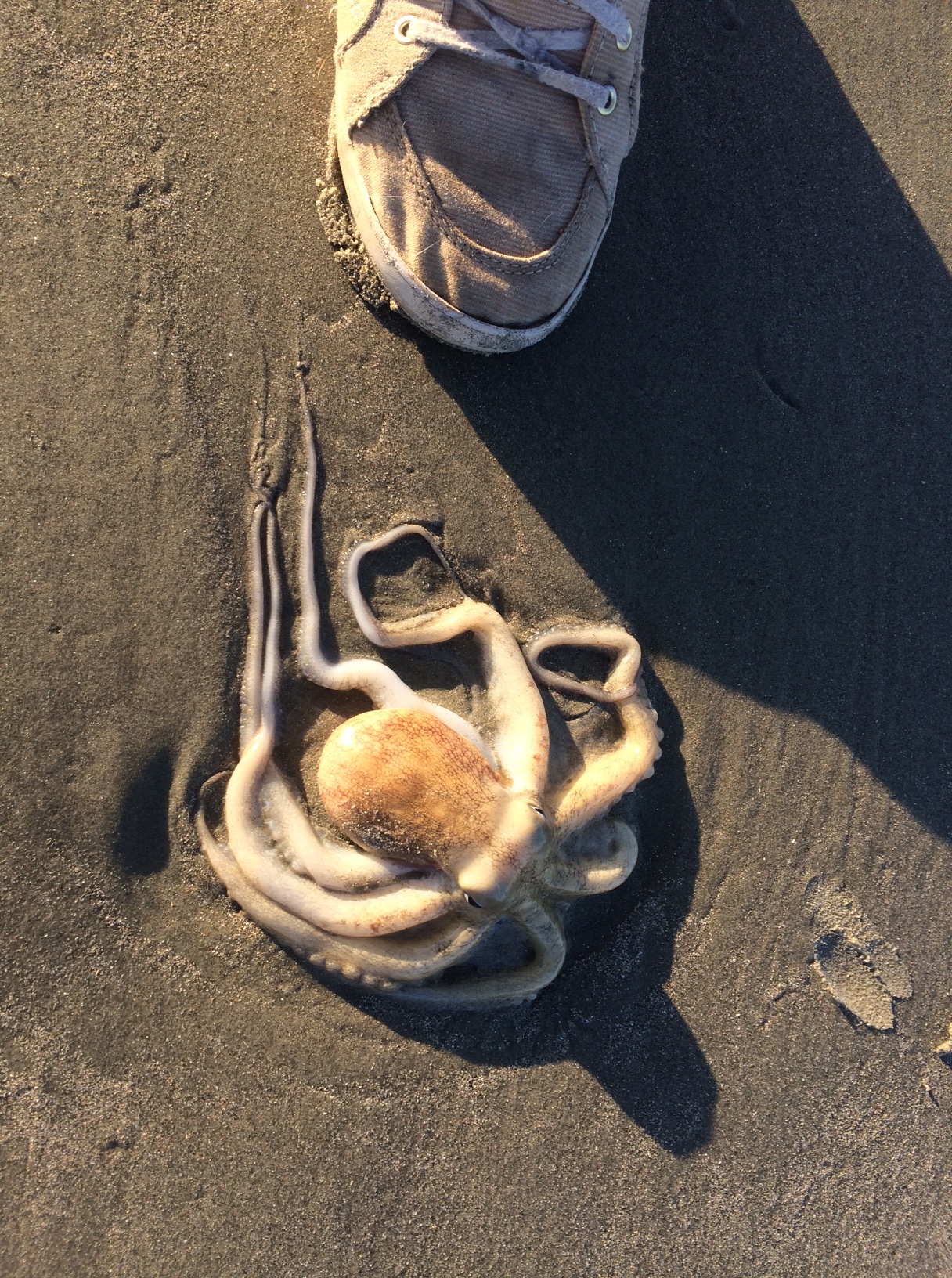Octopus Seen on North Beach – Tidelines