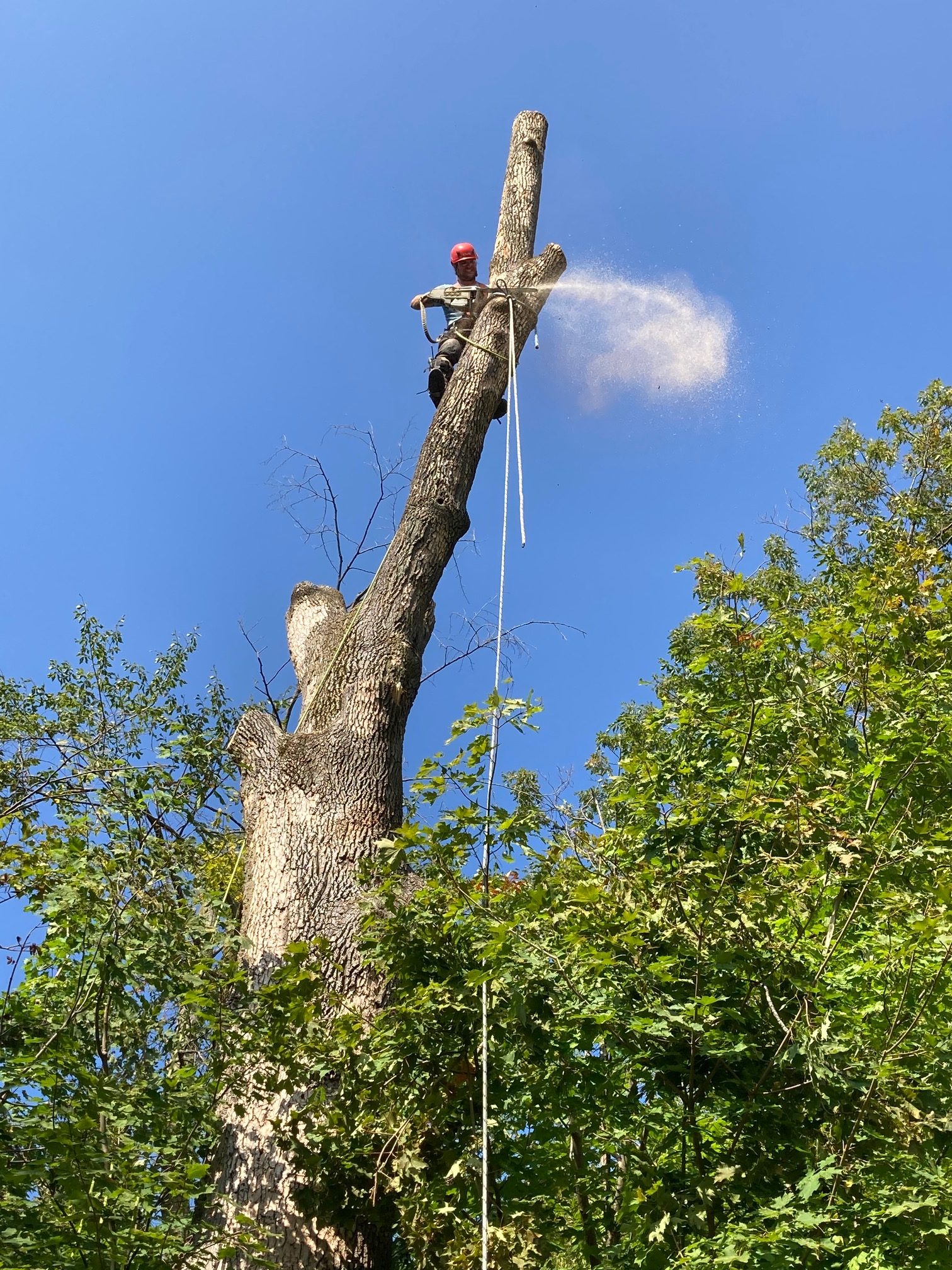 Timberwolf Tree Cuts