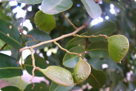 Copaíba | Blog Timblindim