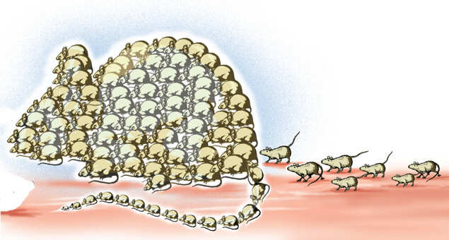 Rat infestation causes grounding of Air India flight | PesPro