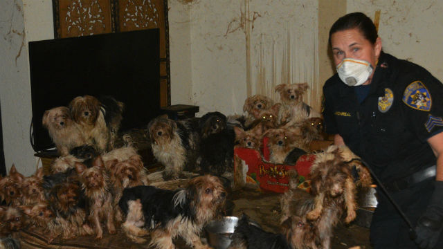 Man Accused of Hoarding Dogs Pleads Not Guilty to Animal Abuse Charges ...