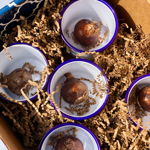 Paperwhite Pots (5) – Gift Box