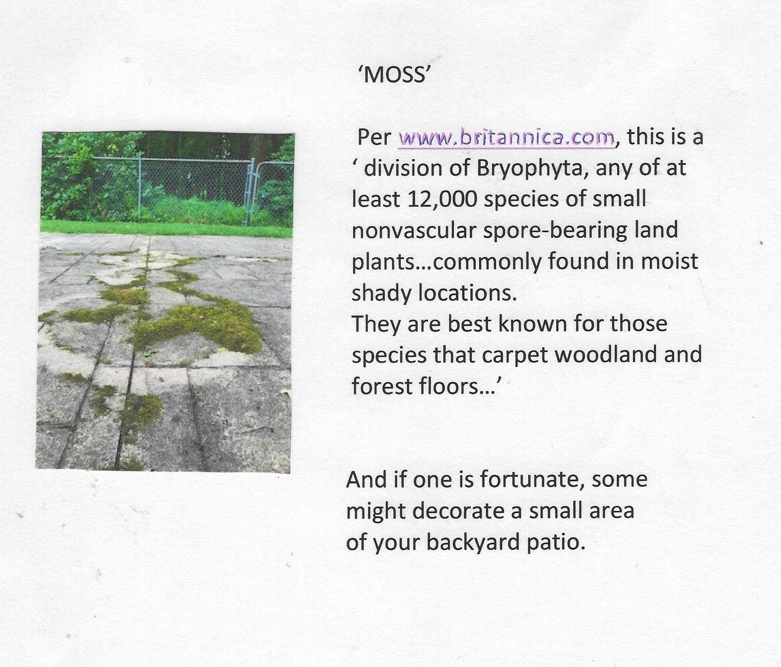 Patio Decoration – Tiny Seed Literary Journal