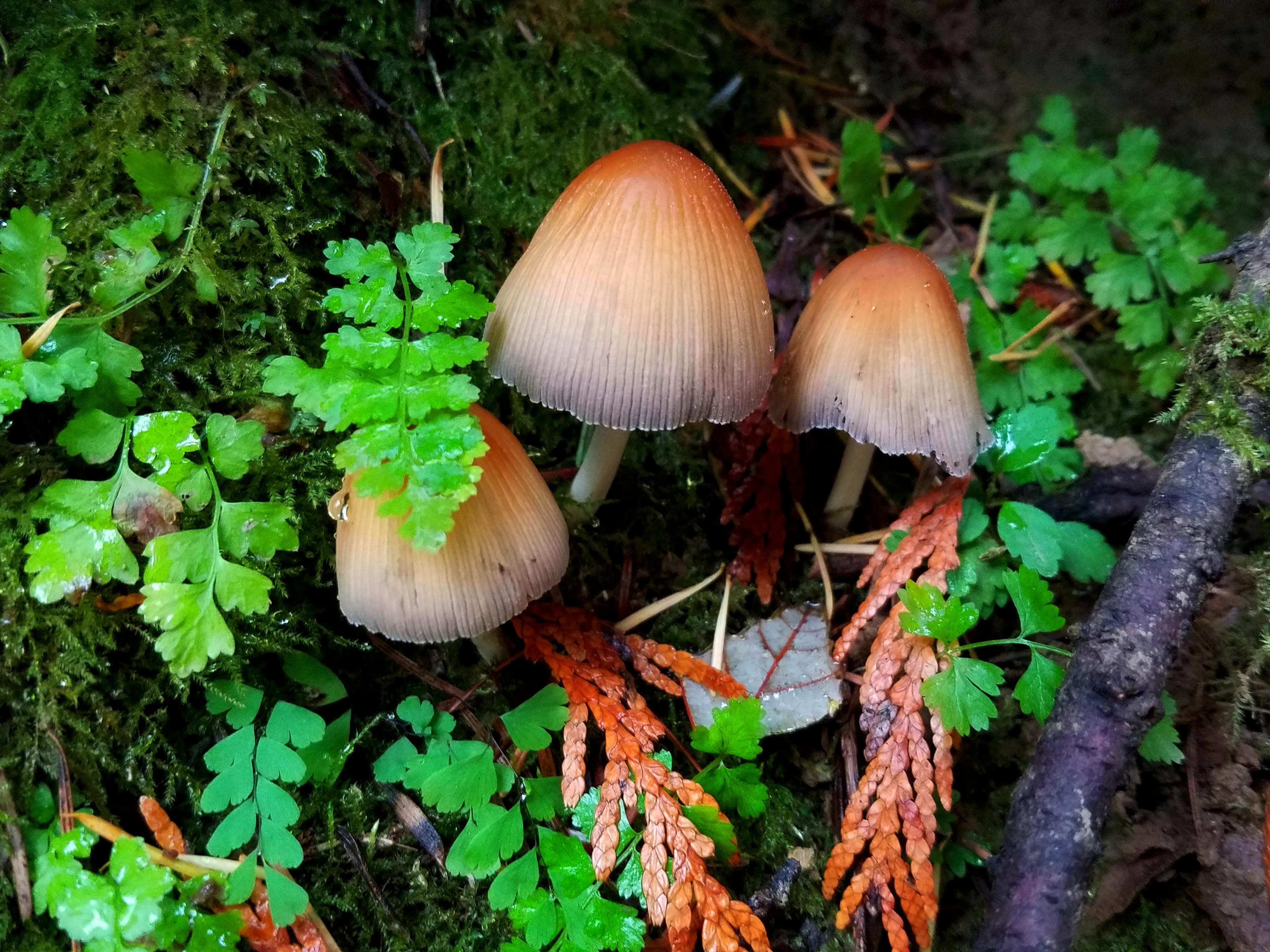 three_caps – Tiny Seed Literary Journal