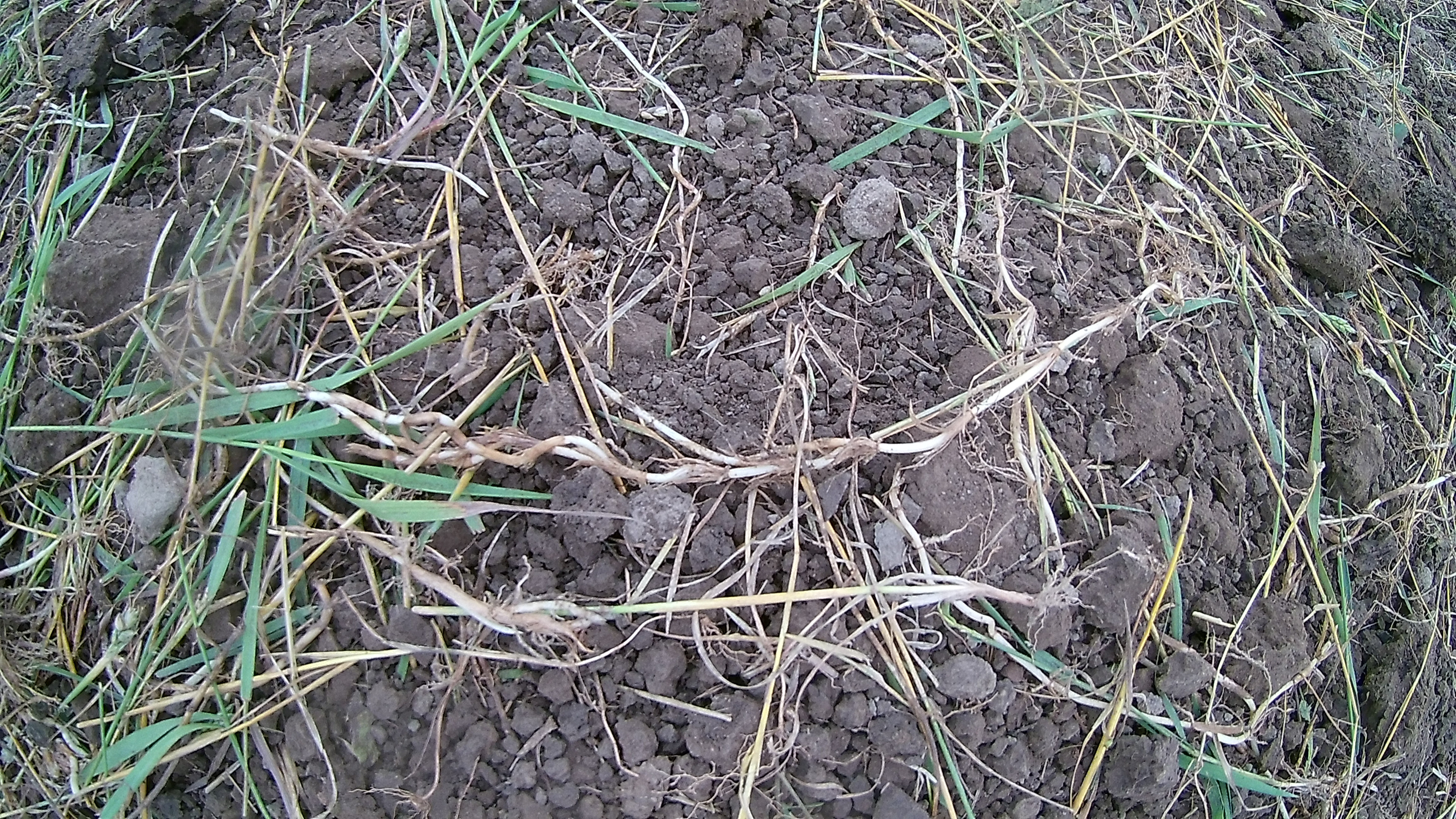 Root Stopper Cultivators