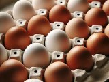 Today Egg Rates Live Necc Prices